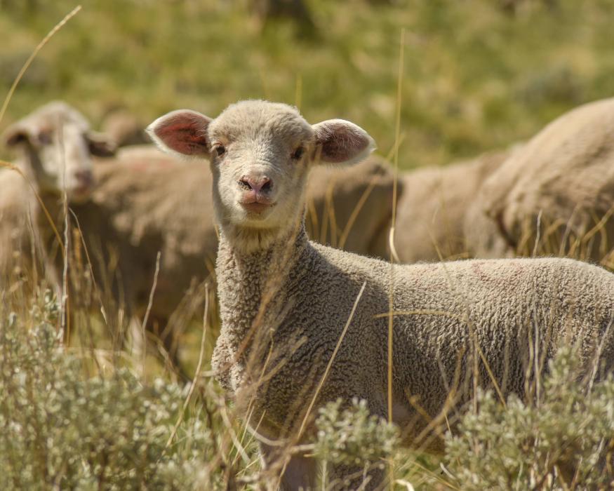 BLM uses 1,200 sheep for fire reduction at Washoe Valley ranch - Carson Now