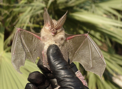 Northern Nevada backyards and gardens: As flying mammals, bats are ...
