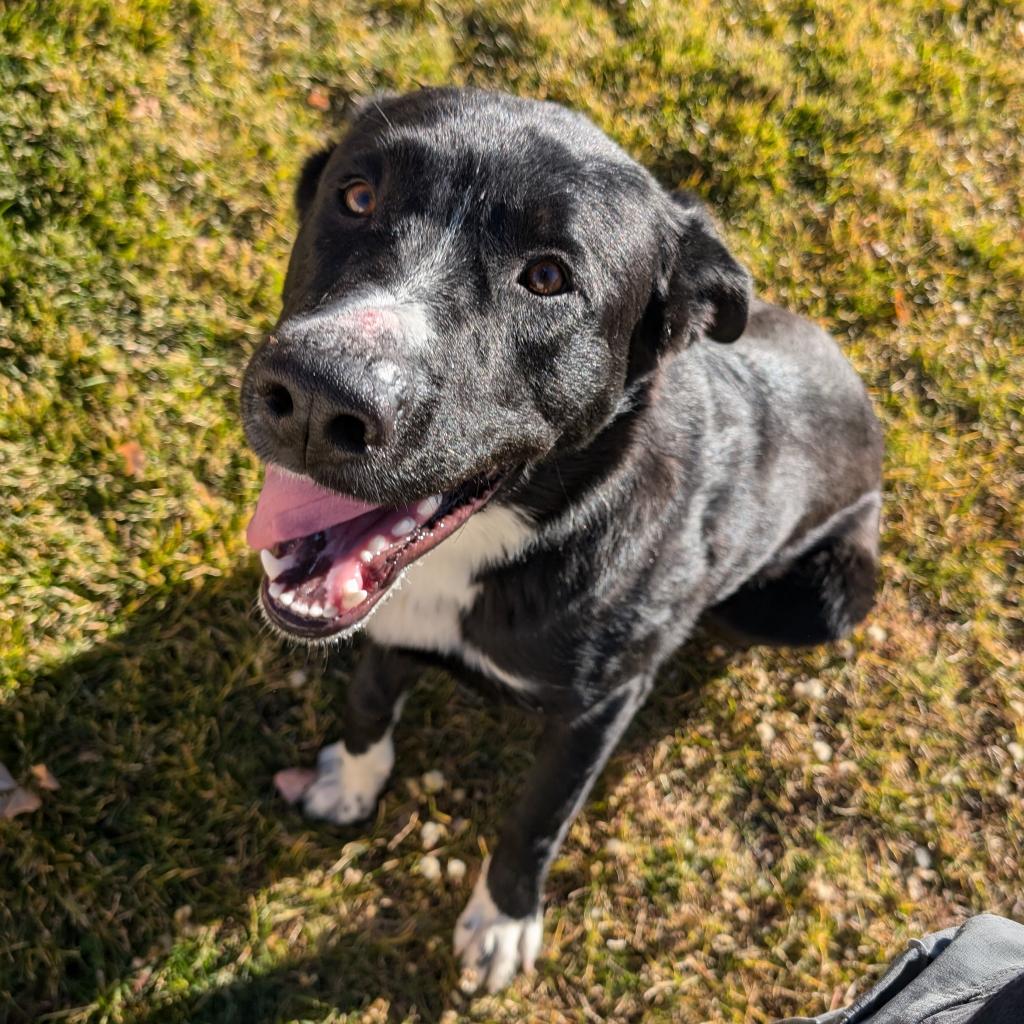 Nevada Humane Society, Carson City's Pet of the Week: Jacko - Carson Now