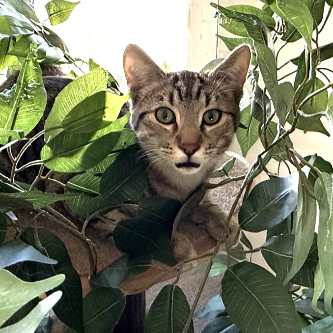 Carson City's Catmandu introduce their Cats of the Week: OJ and Boomer ...