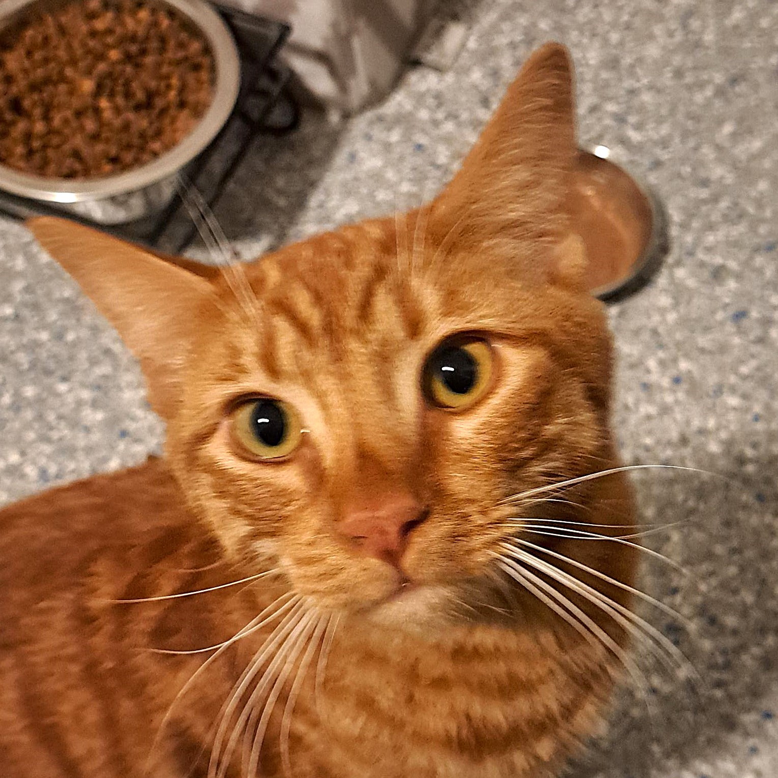 Carson City's Catmandu introduces Garfield, Cat of the Week - Carson Now
