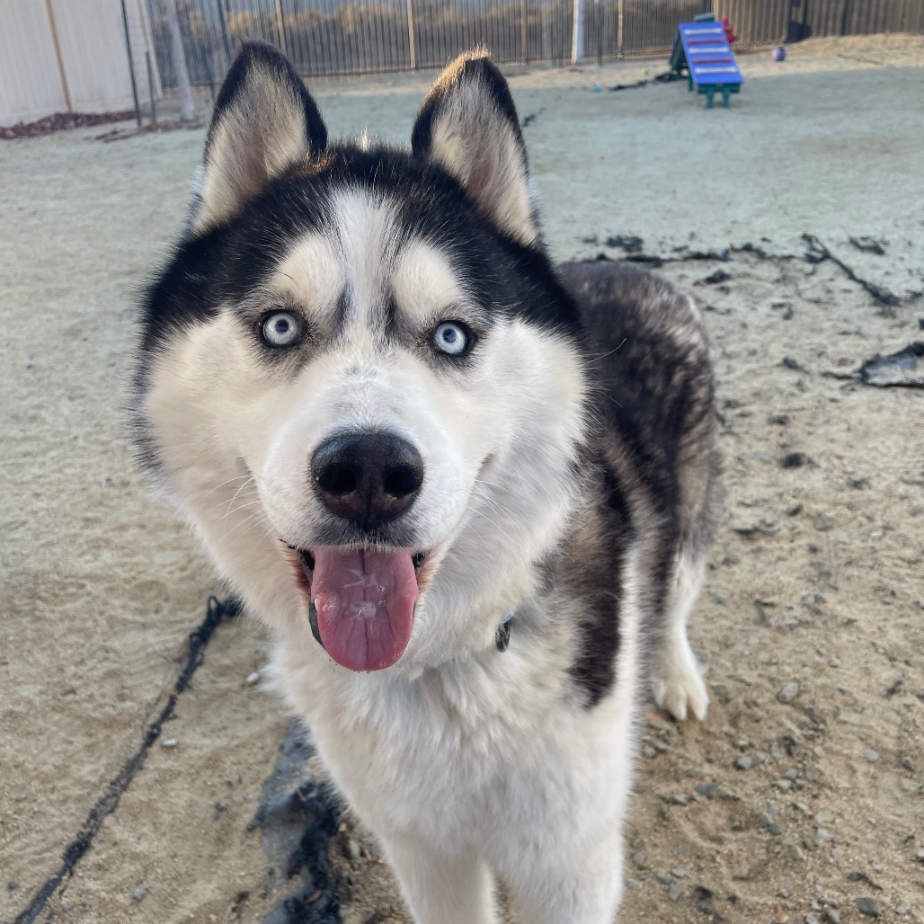 Nevada Humane Society, Carson City’s Pet of the Week: Oggie - Carson Now