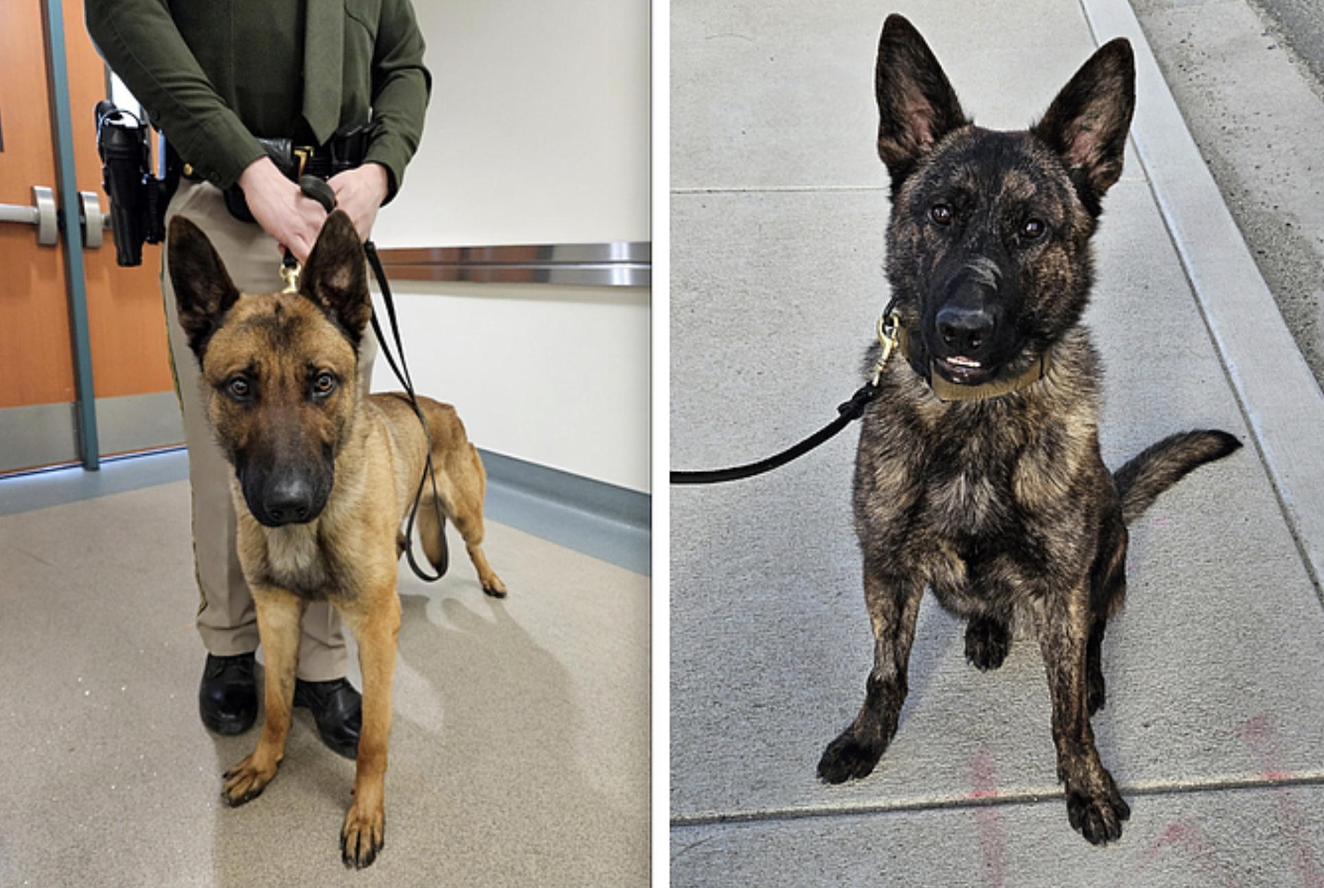 Carson City Sheriff’s Office K9 Unit announces new plushies available ...