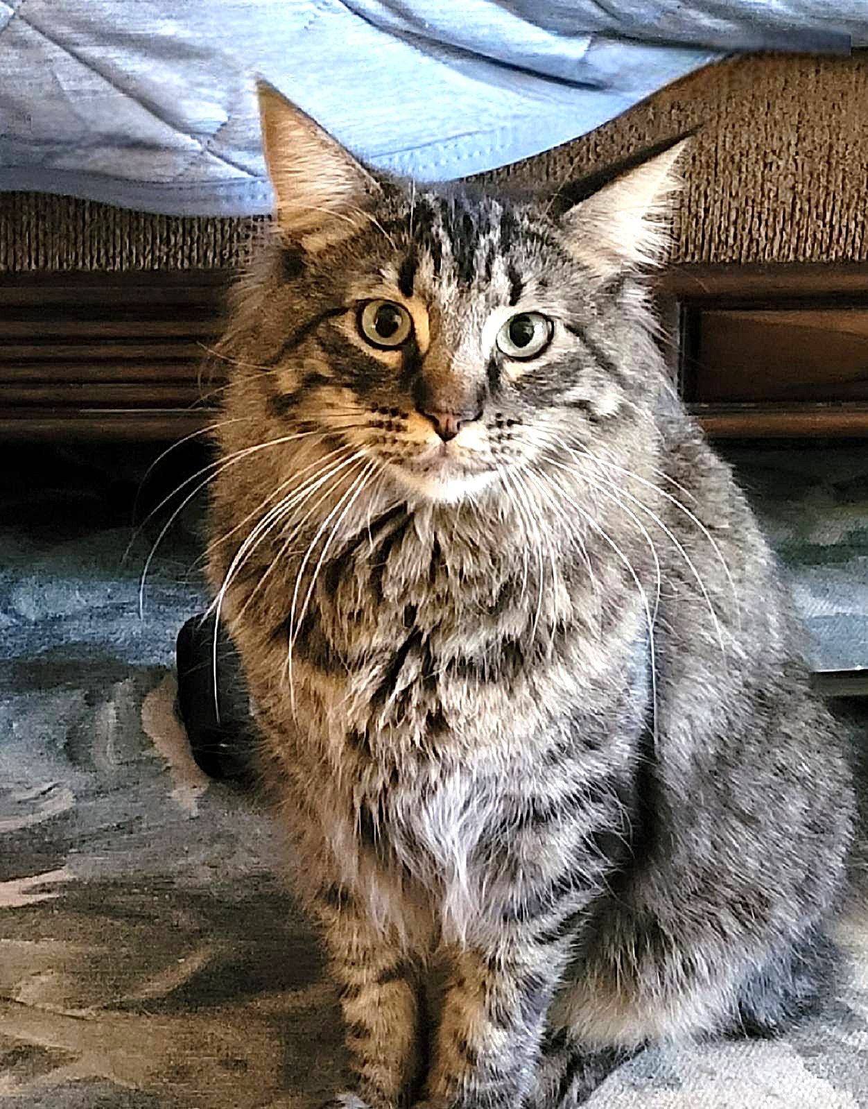 Carson City's Catmandu introduce their Cat of the Week: Simon - Carson Now