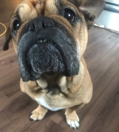 Carson City-based Feeding Pets of the Homeless receives $30K grant from ...