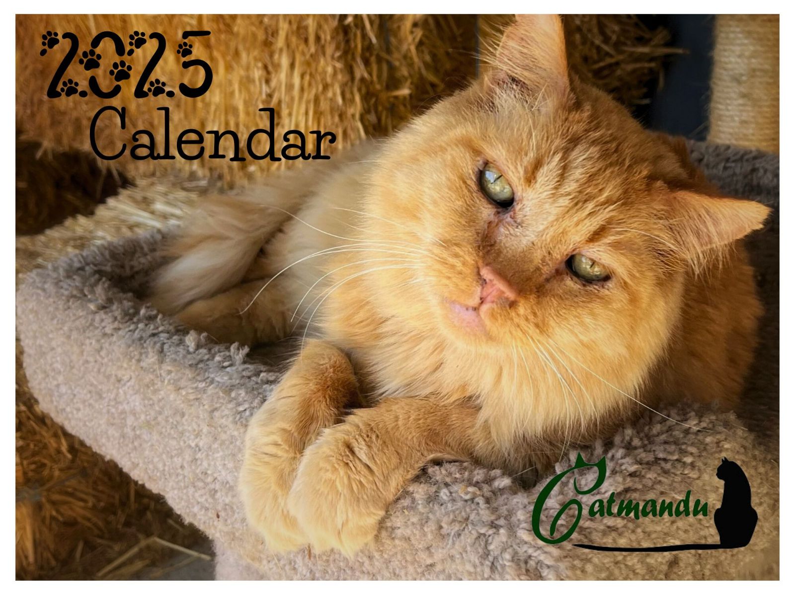 Start the new year with a meow: Catmandu's annual calendar available ...
