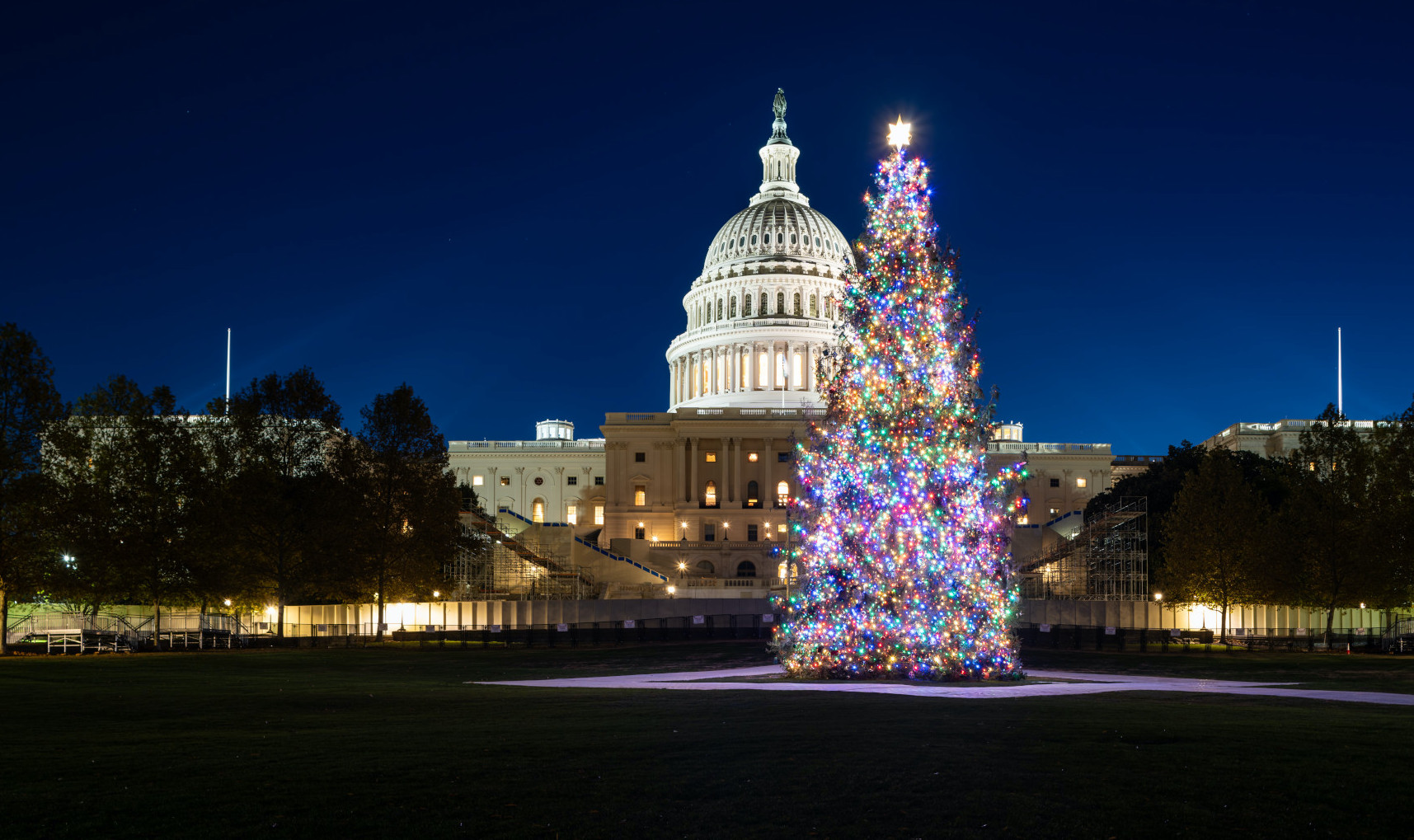 Humboldt-Toiyabe National Forest to harvest Nevada pine for 2025 U.S. Capitol Christmas Tree ...