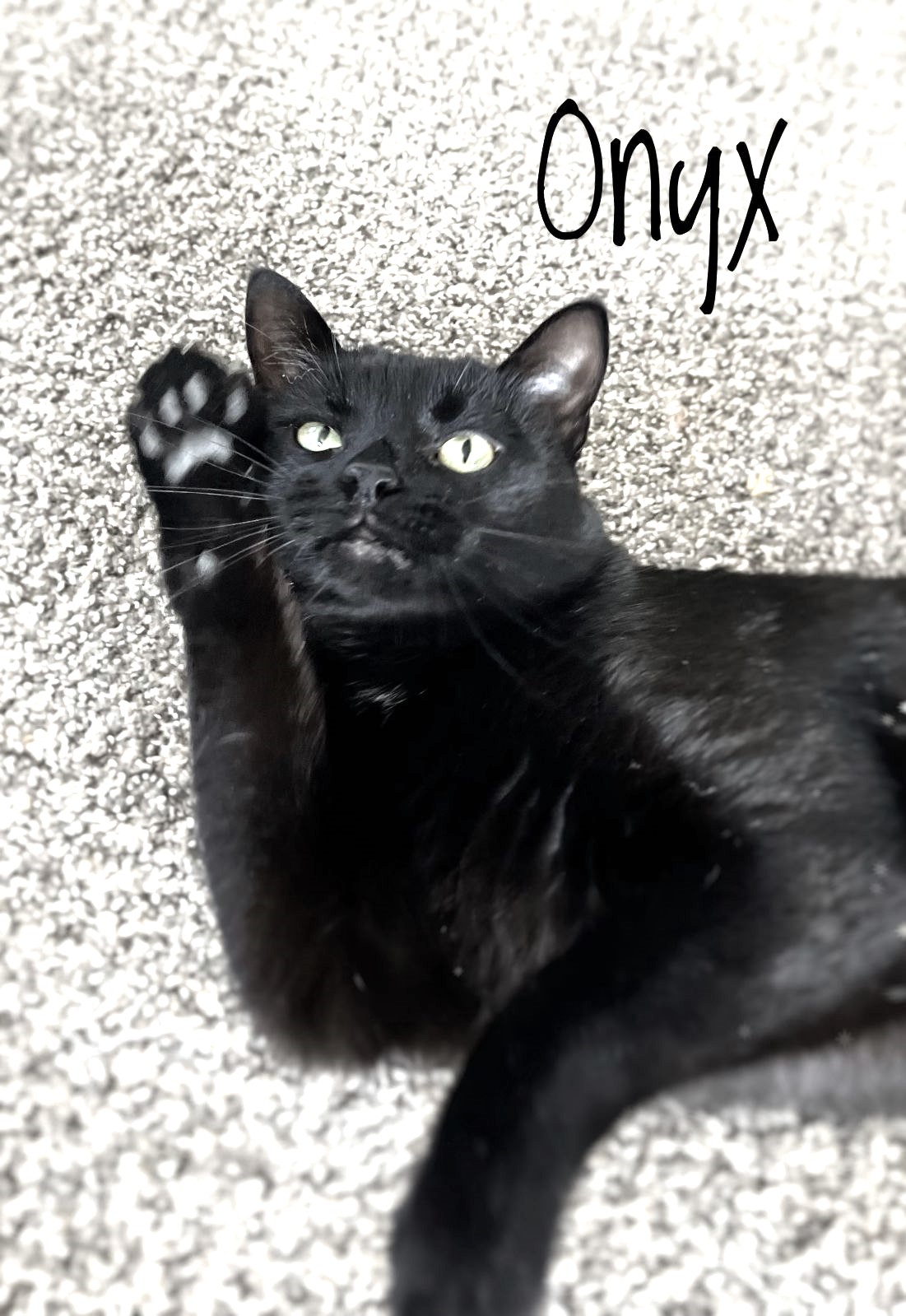 Carson City's Catmandu reintroduces Onyx: Cat of the Week - Carson Now