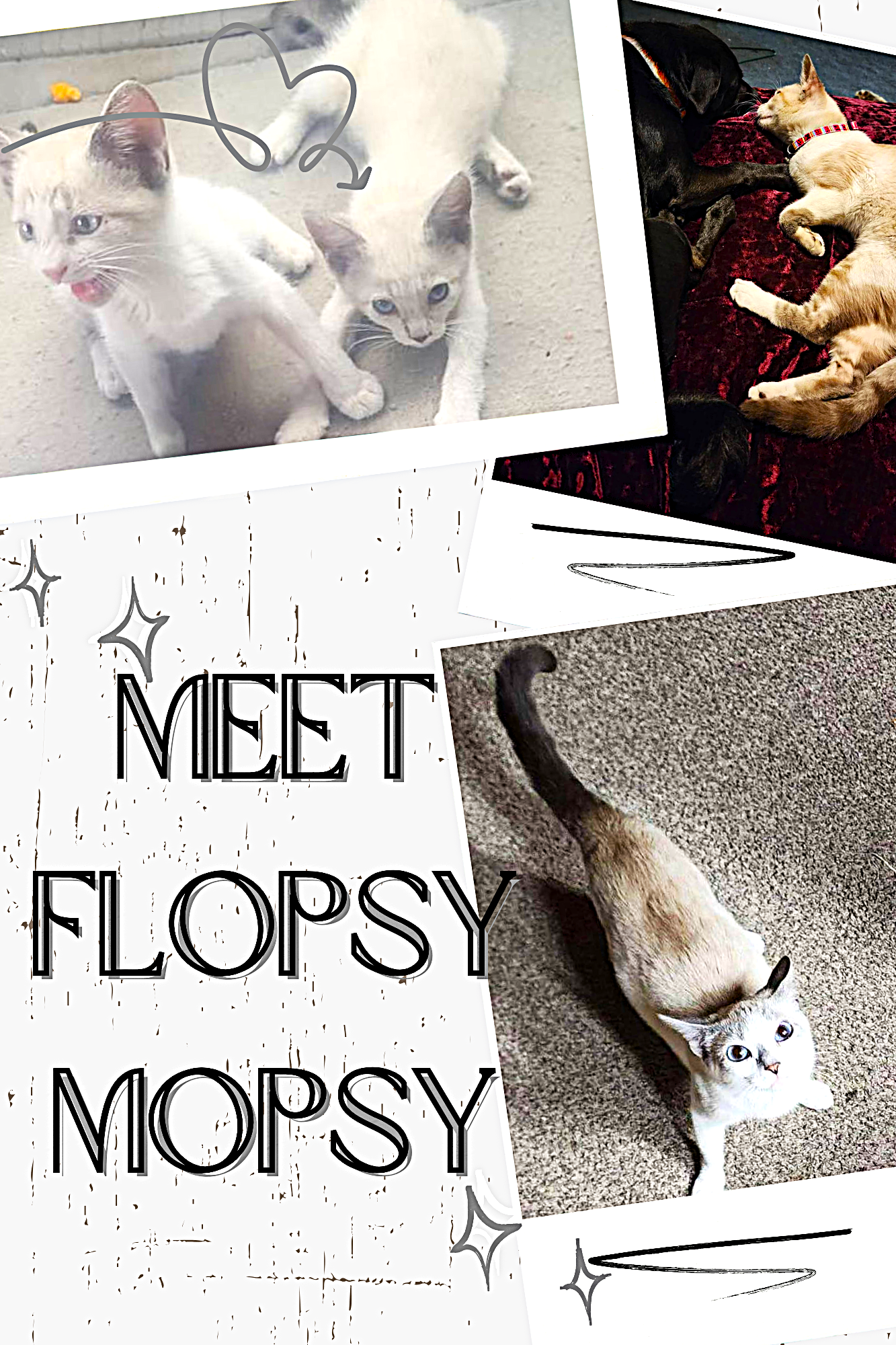 Carson City's Catmandu introduces a very special Cat of the Week: Mopsy ...