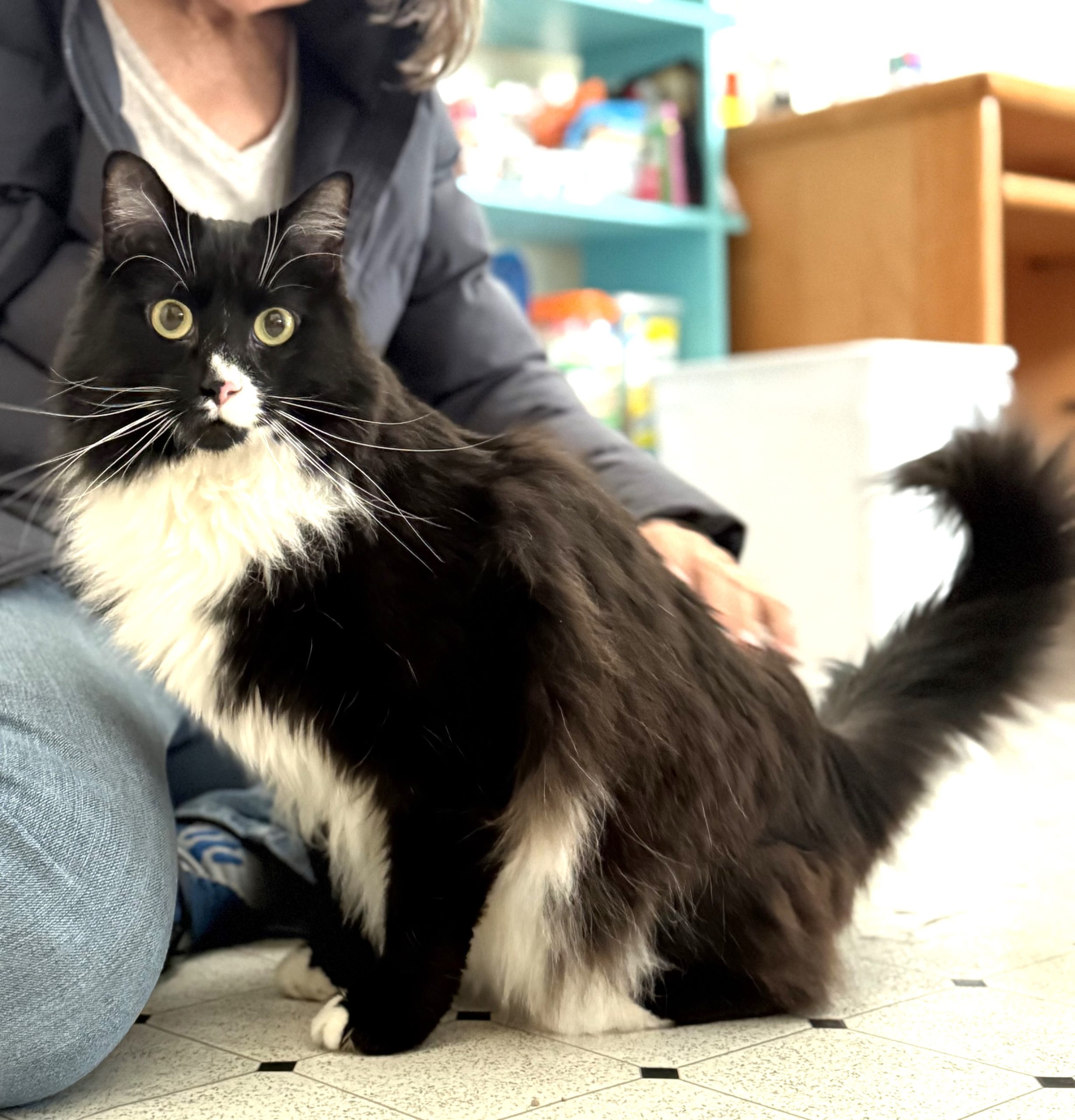 Carson City's Catmandu introduces Mojo: Cat of the Week - Carson Now