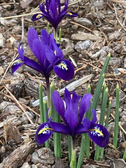 Northern Nevada backyards and gardens: Flower envy - Carson Now