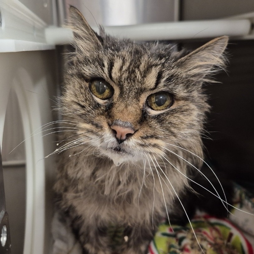 Nevada Humane Society Carson City's Pet of the Week: Victoria - Carson Now