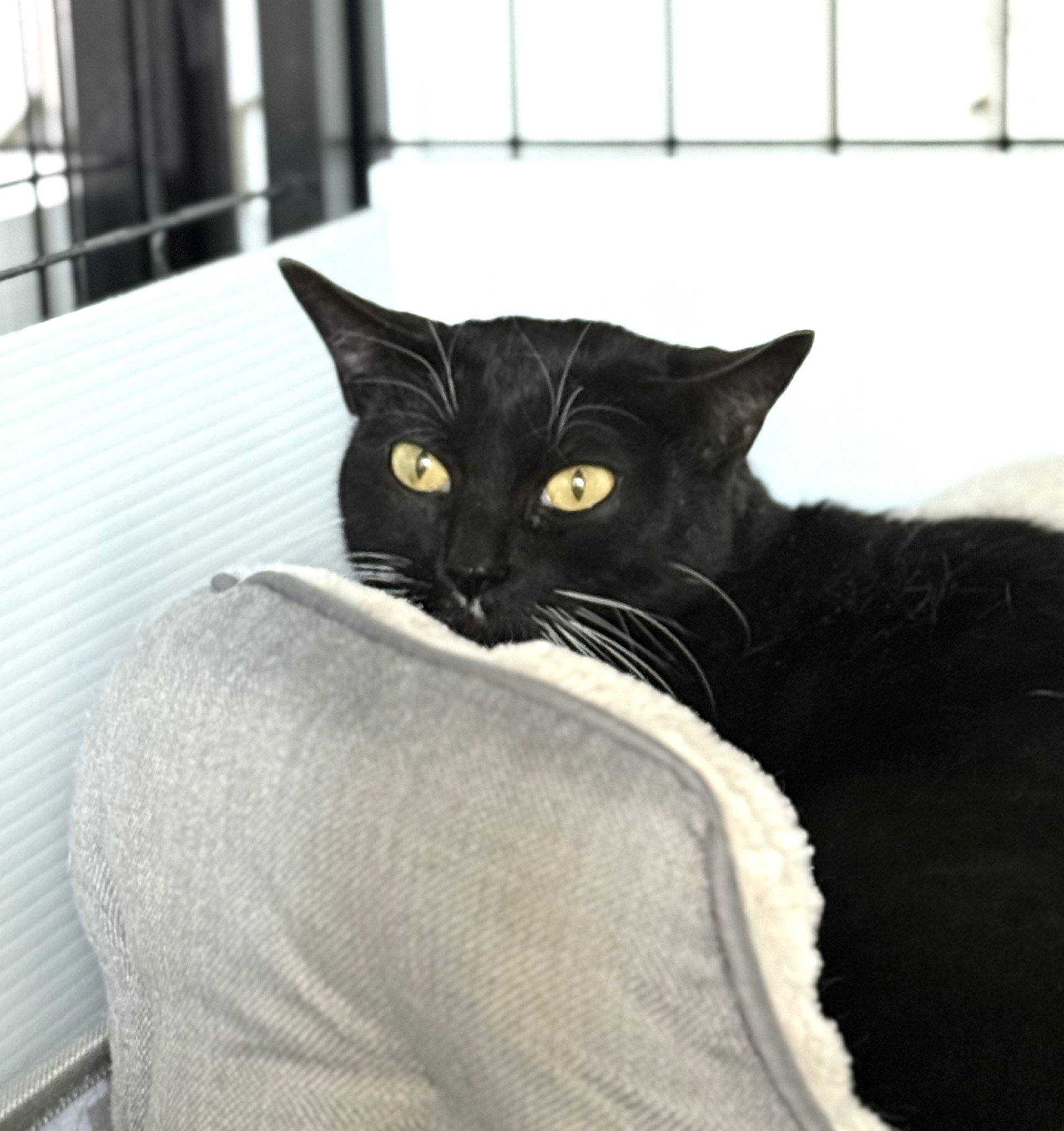 Carson City Catmandu's Cat of the Week: Sweet Slinky - Carson Now