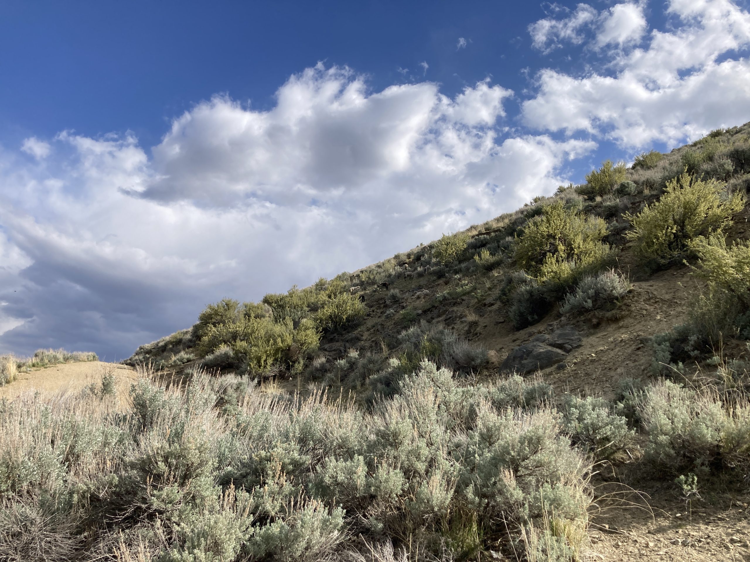 Photos: Fuel reduction in Carson City - Carson Now