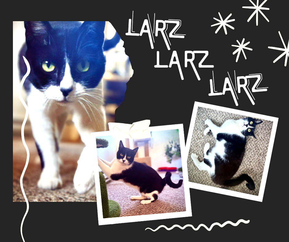 Carson City's Catmandu introduces their Cat of the Week: Larz - Carson Now