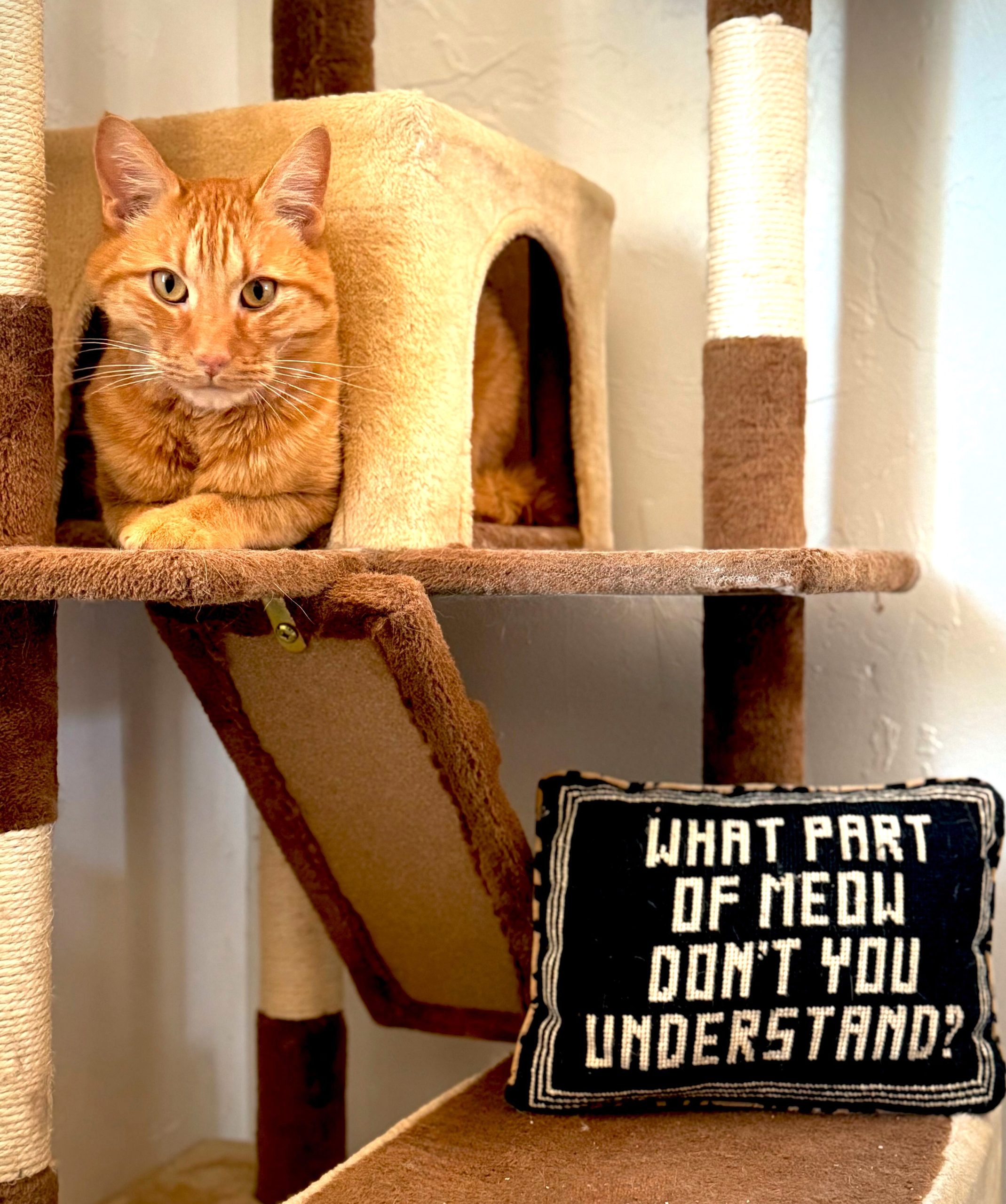 Carson City's Catmandu introduces their Cat of the Week: Theo - Carson Now