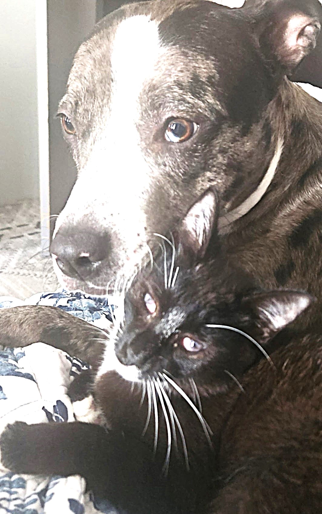 Carson City's Catmandu introduces their Cat of the Week: Olive - Carson Now