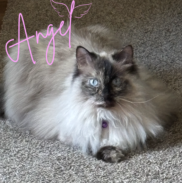 Catmandu's Cat of the week: Angel, given a second chance at life after ...