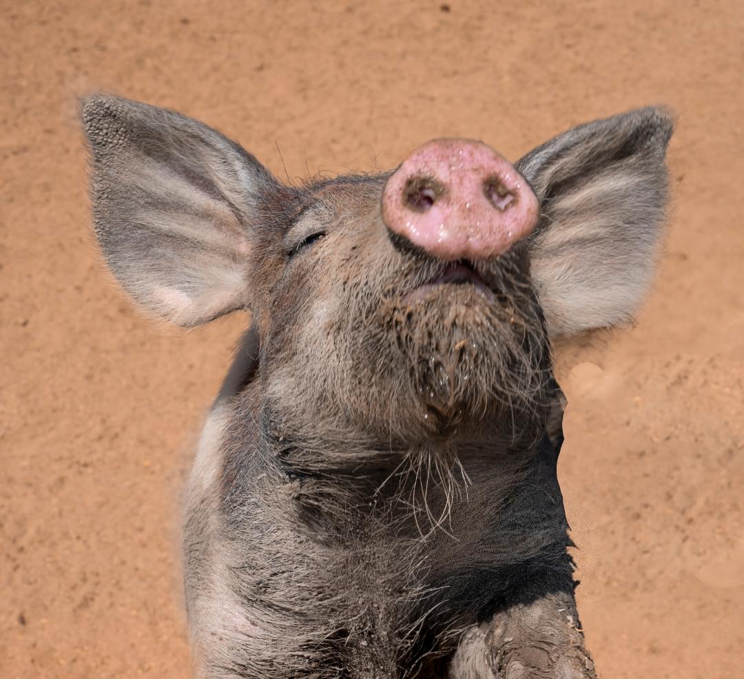 Bet the ranch: Farm animals mug for the camera in Carson City Photo Club's July competition ...