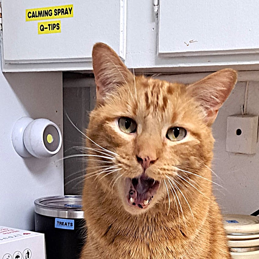 Meet Carson City Catmandu's Cat of the Week: Frey - Carson Now