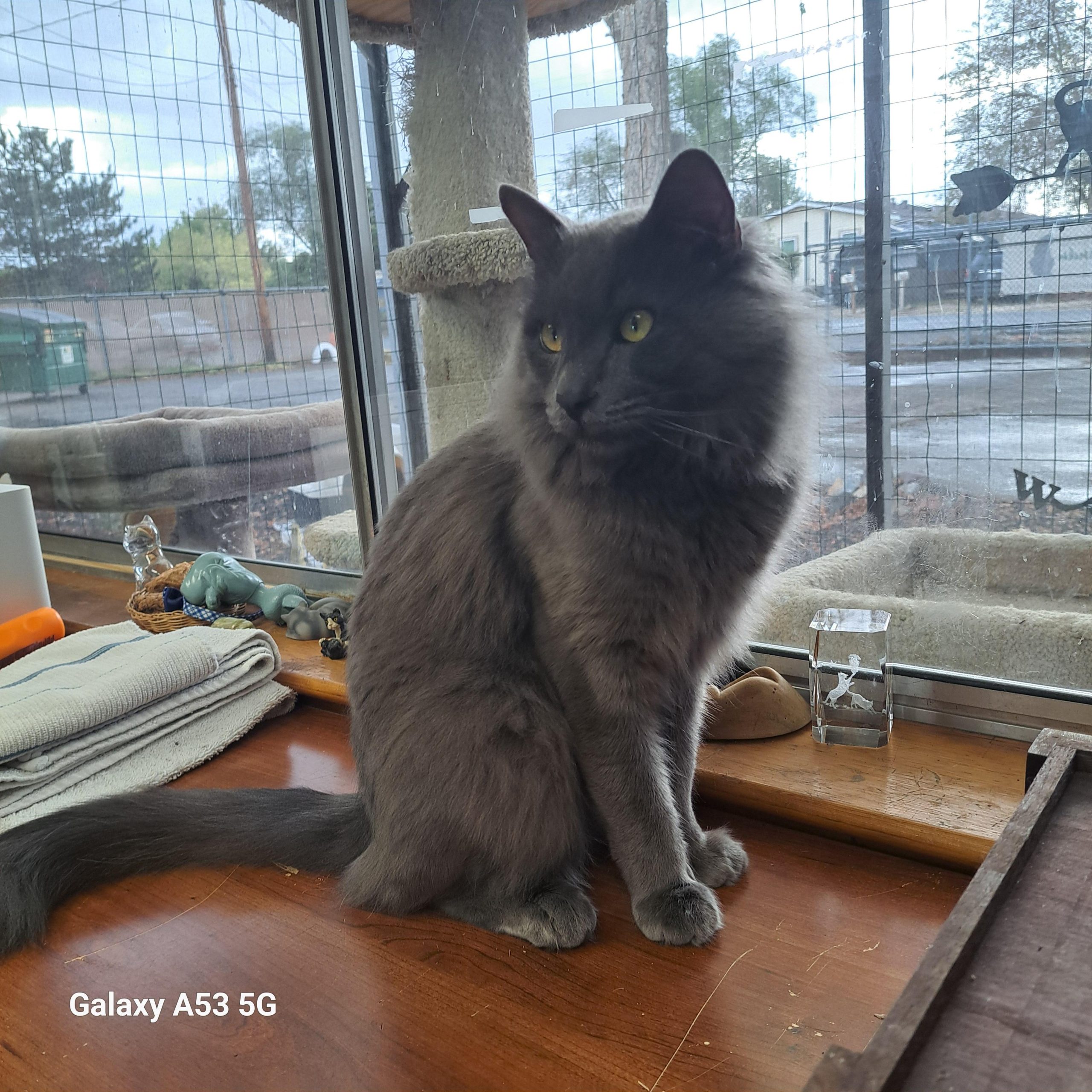 Meet Spirit - Catmandu's Cat of the Week - Carson Now