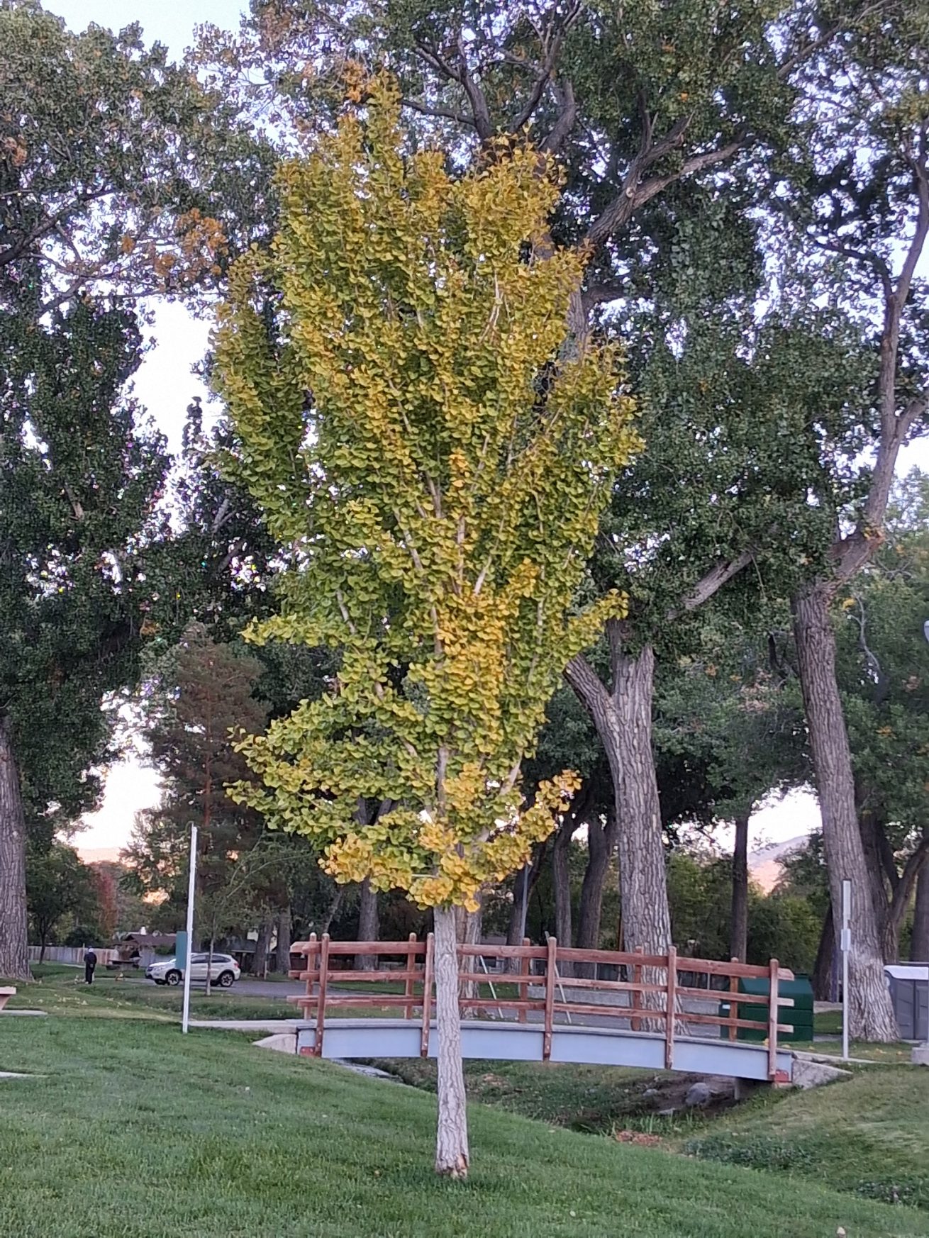 Photos: Fall colors start to appear at Carson City's Mills Park ...