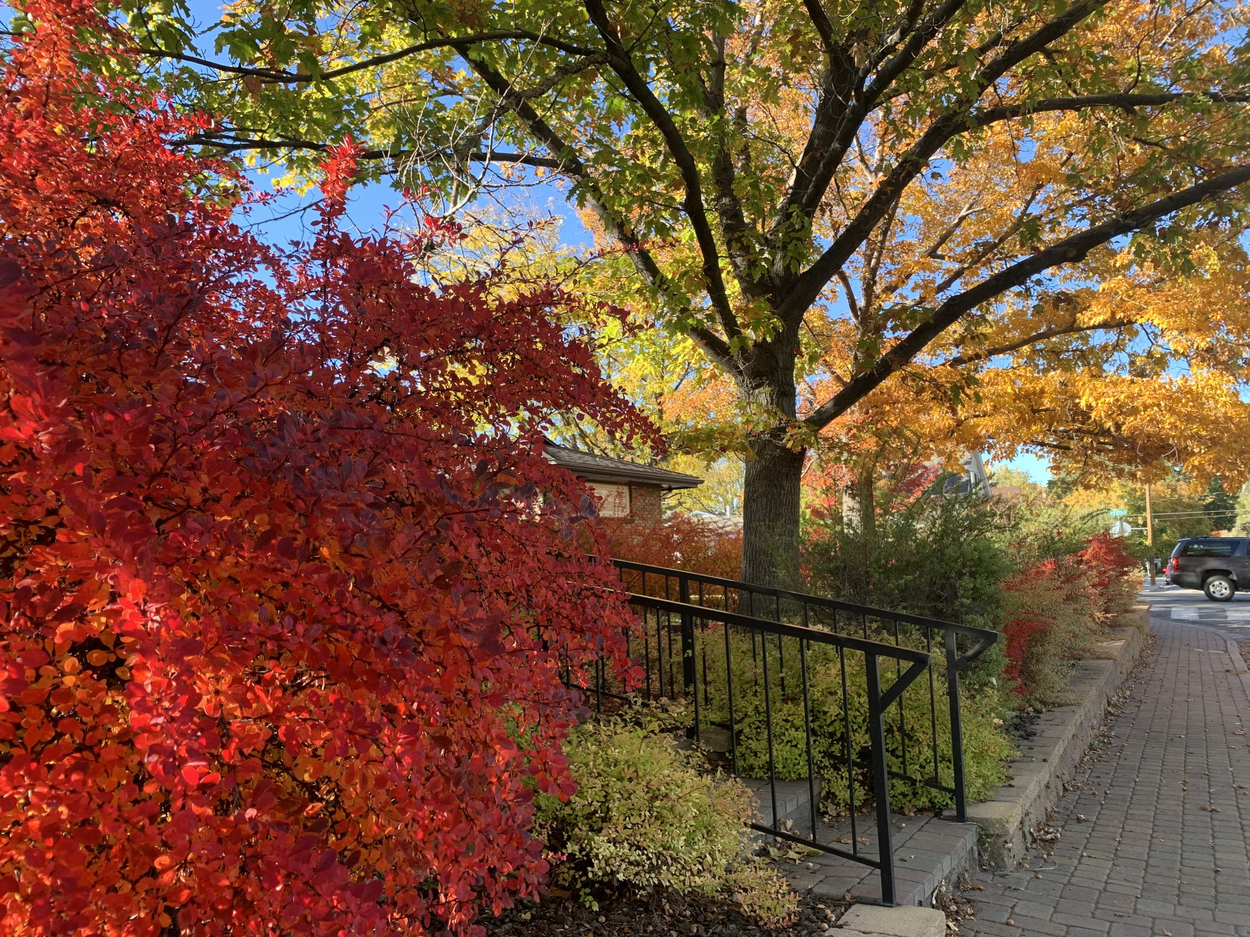 Photos: Spectacular fall colors found on the west side of Carson City ...
