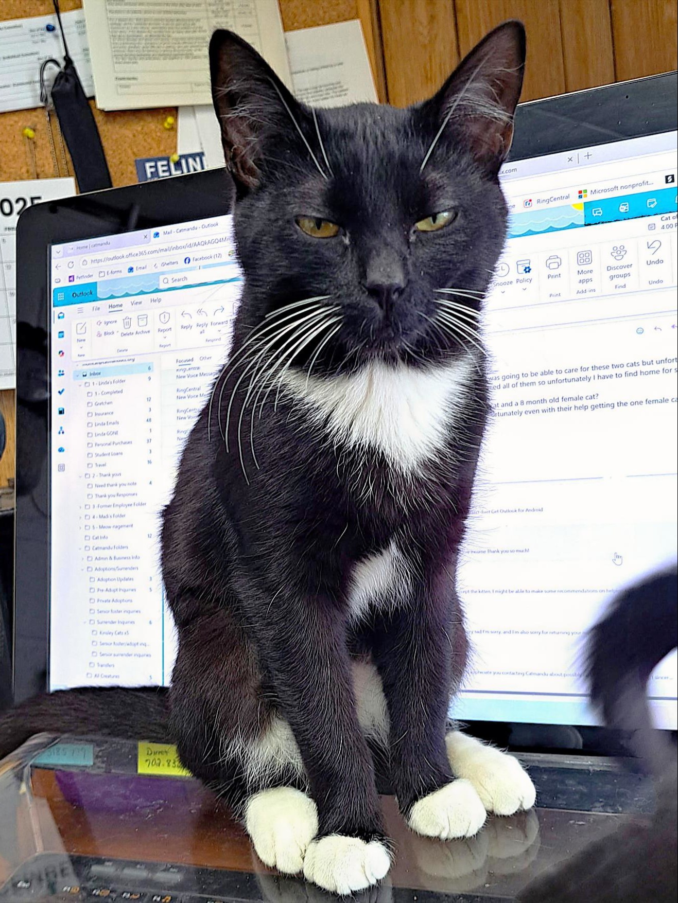 Carson City’s Catmandu introduces their Cat of the Week: Twixie, the ...