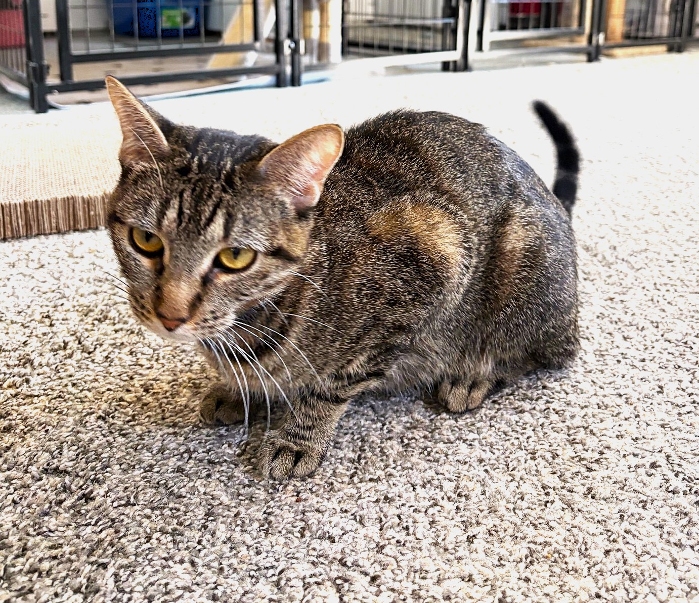 Carson City’s Catmandu introduces their Cats of the Week: Sunshine and ...