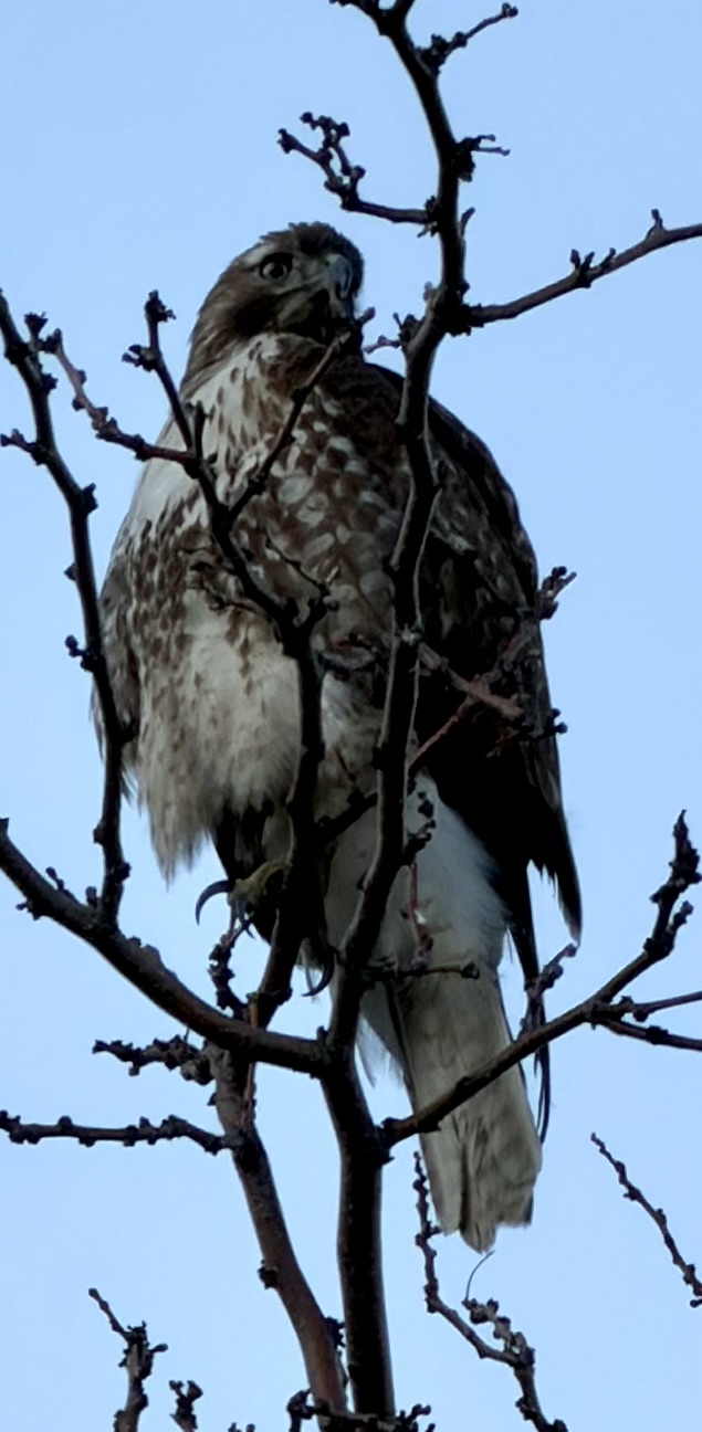 Reader photo: Looking for Dinner - Carson Now