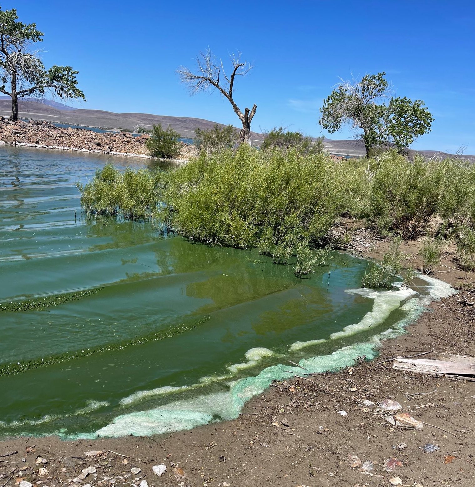 Lahontan Reservoir under HAB Watch due to possible harmful algae bloom ...